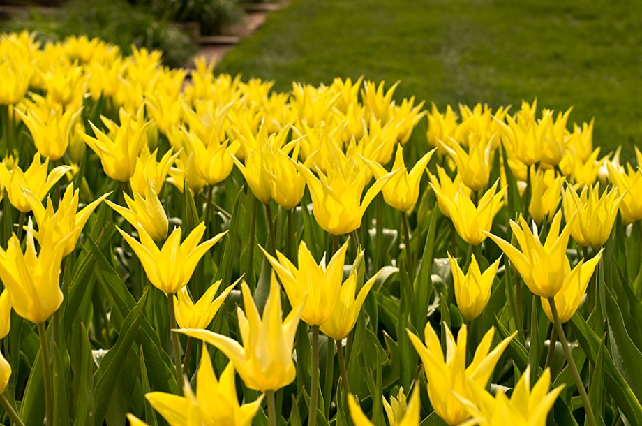 Tulip Time | Meanderings Abound