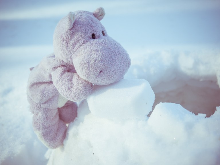 Snow Hippo makes an Igloo | Meanderings Abound